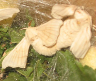 The Silk Larvae Growth Process and Life Cycle